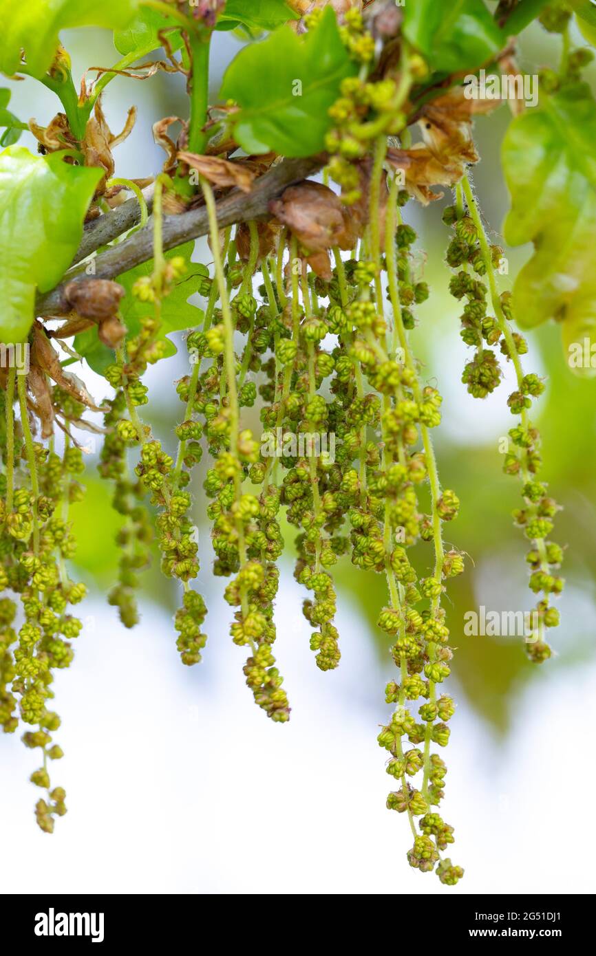 Male flowers of Quercus petraea Stock Photo - Alamy