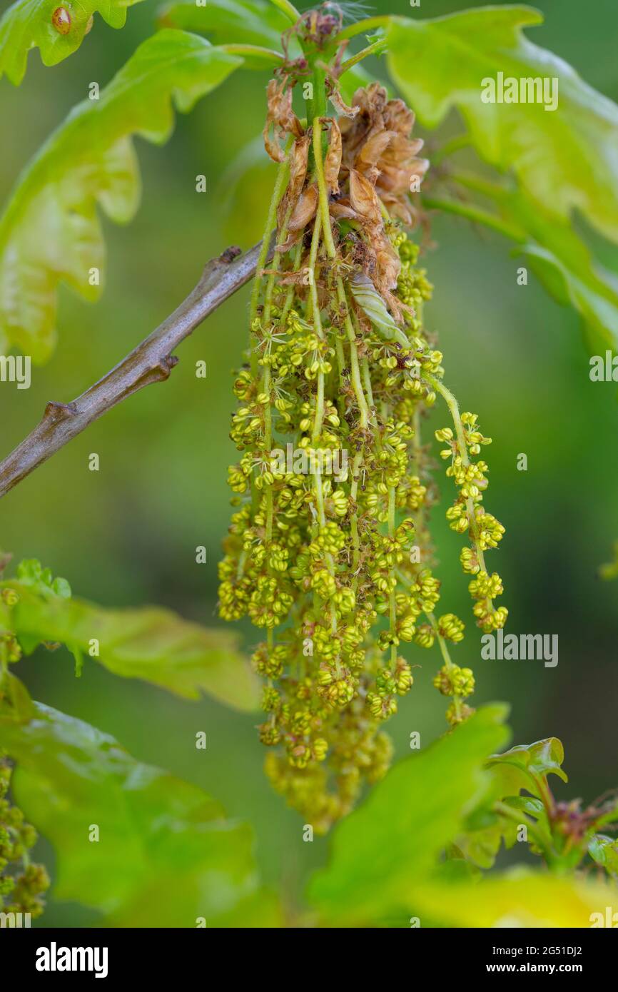 Quercus petraea hi-res stock photography and images - Alamy