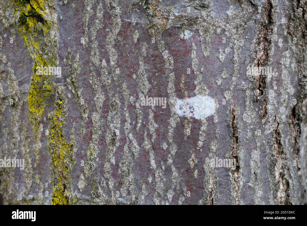 Sorbus aria bark Stock Photo - Alamy