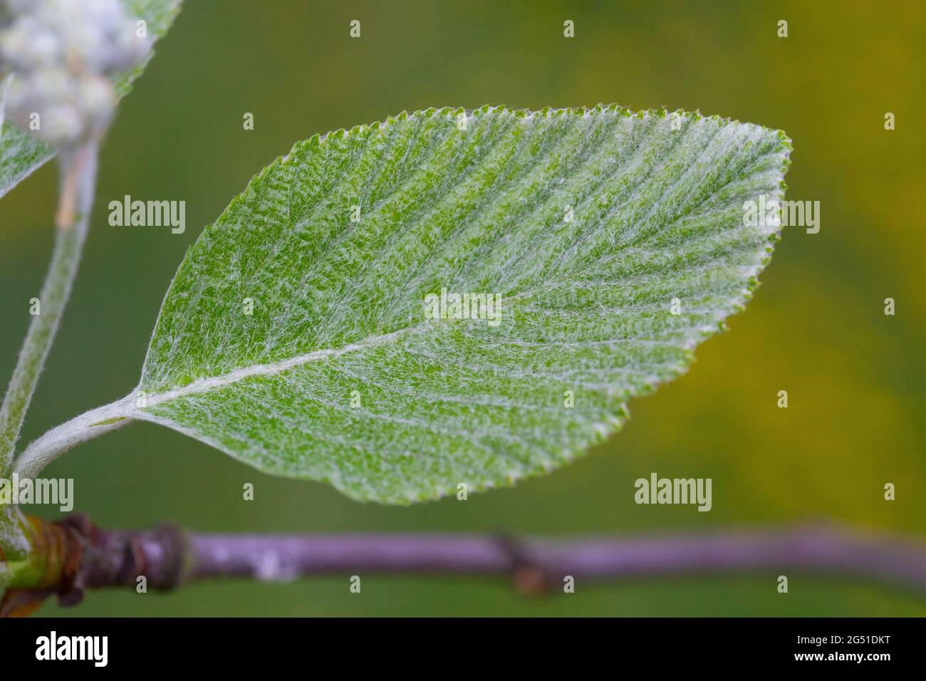 Sorbus aria leaf Stock Photo - Alamy