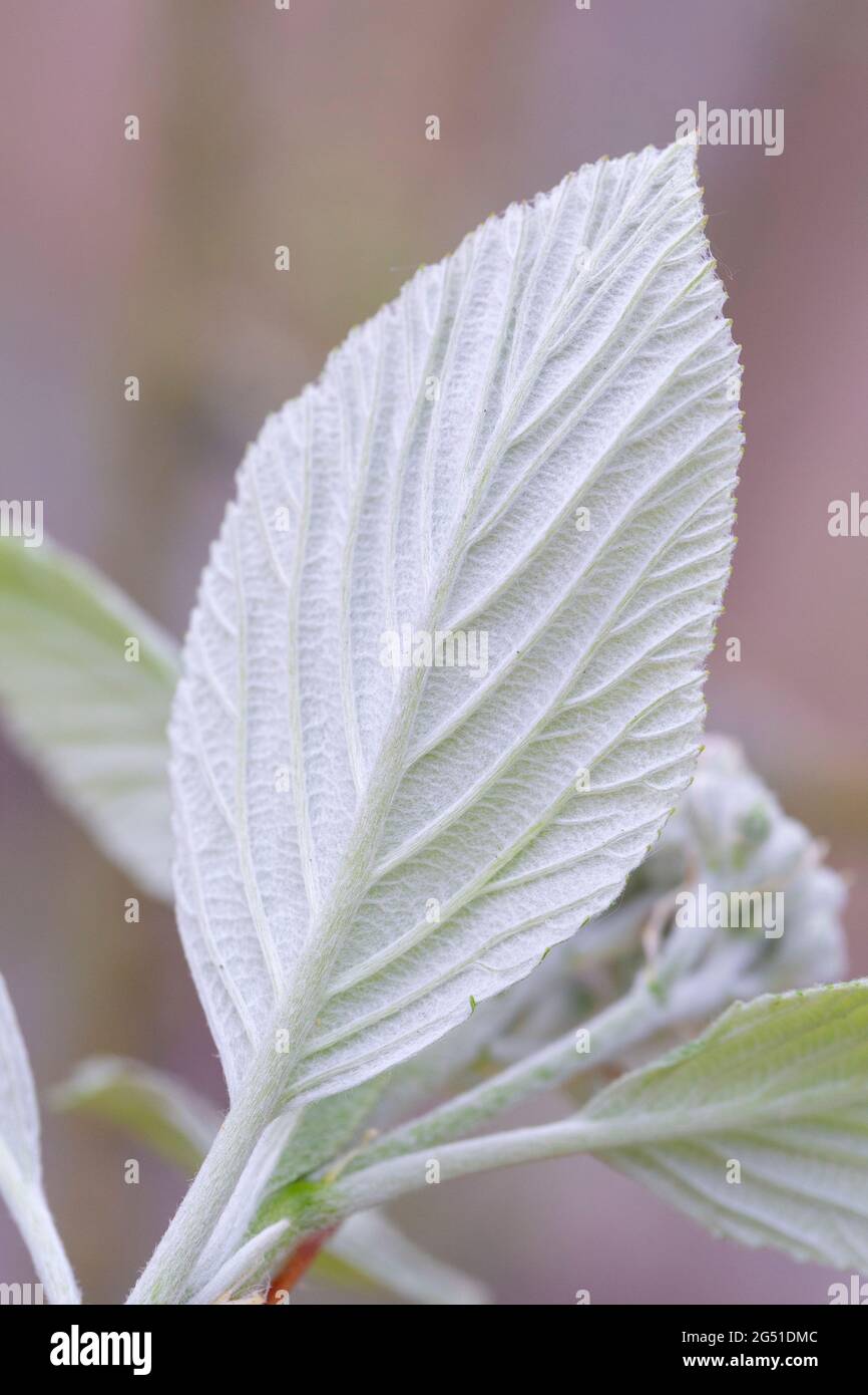 Sorbus aria leaf underside Stock Photo - Alamy