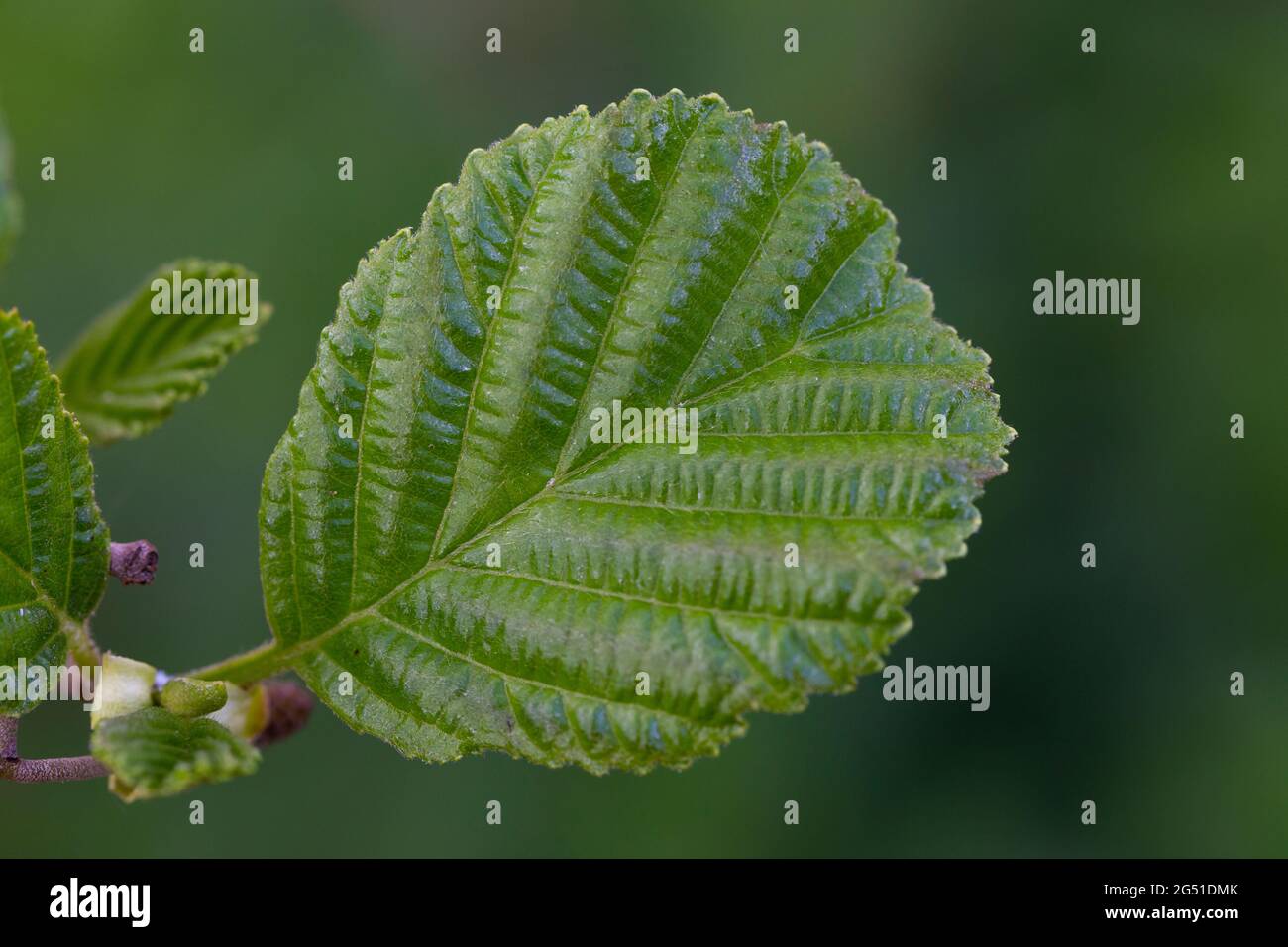 Alnus glutinosa leaf Stock Photo - Alamy