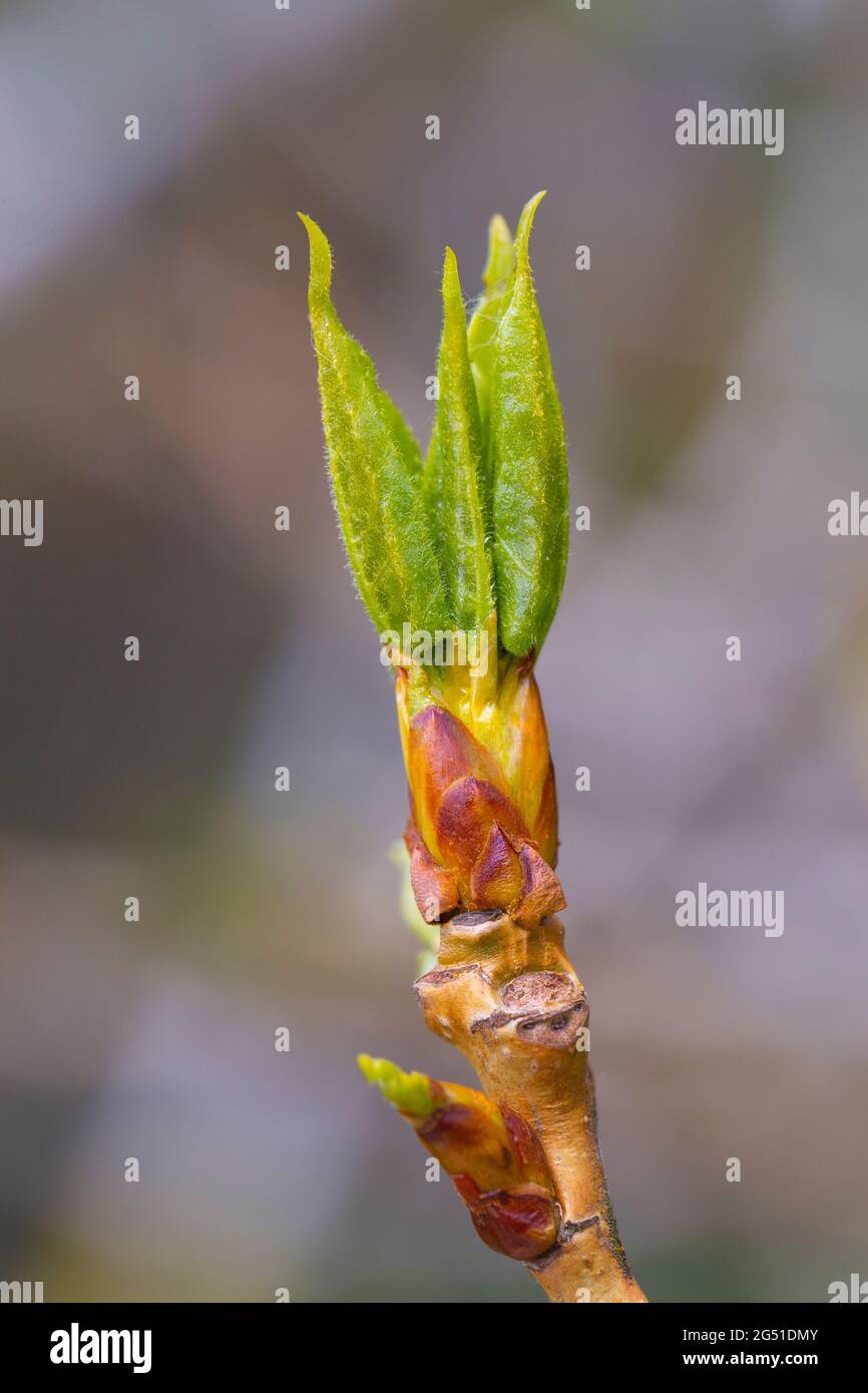 Populus nigra subsp. betulifolia bud Stock Photo - Alamy