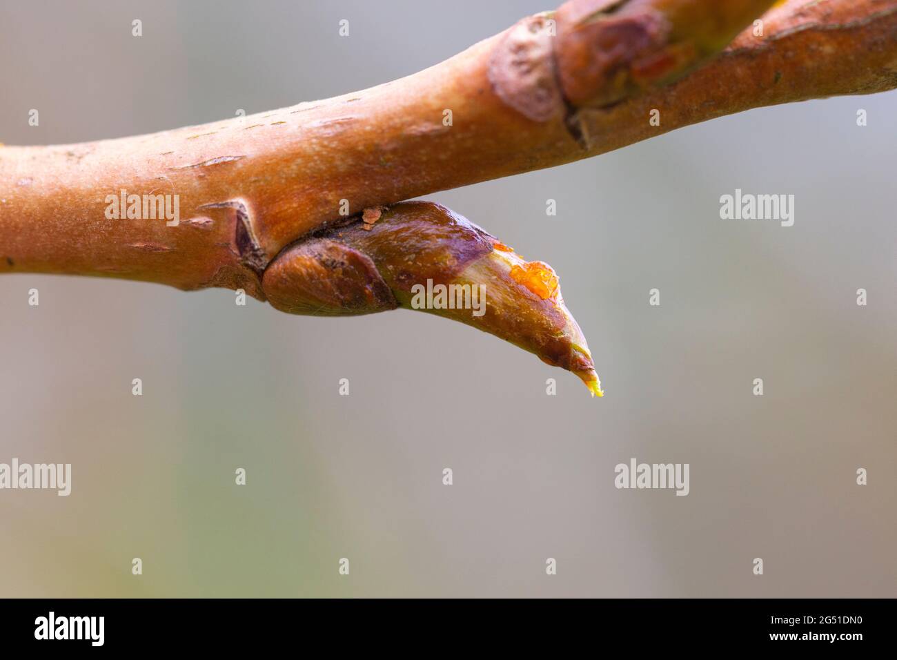 Downy black poplar hi-res stock photography and images - Alamy