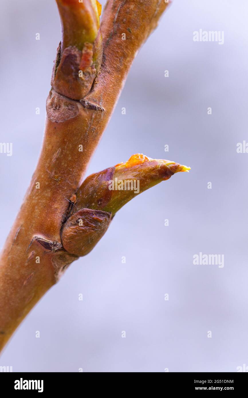 Populus nigra subsp. betulifolia bud Stock Photo - Alamy
