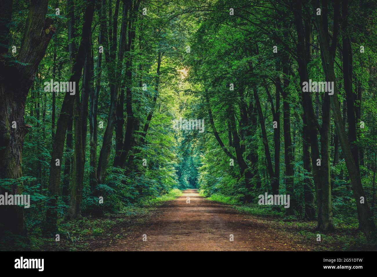 Path through green forest Stock Photo - Alamy
