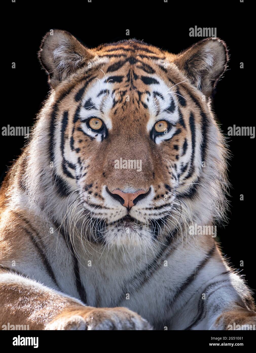 Female amur tiger hi-res stock photography and images - Alamy