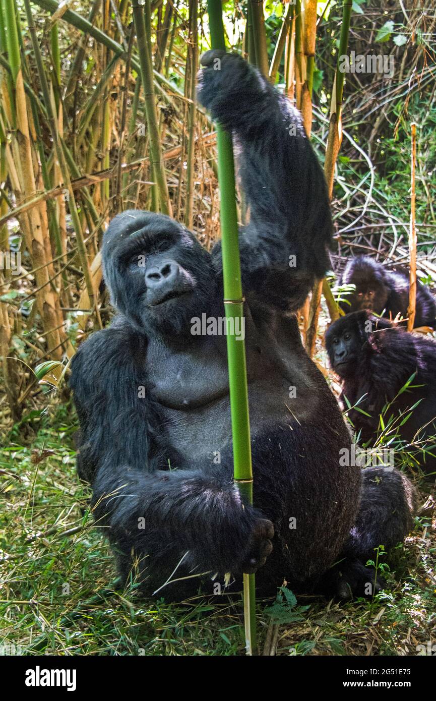 Bamboo species hi-res stock photography and images - Alamy
