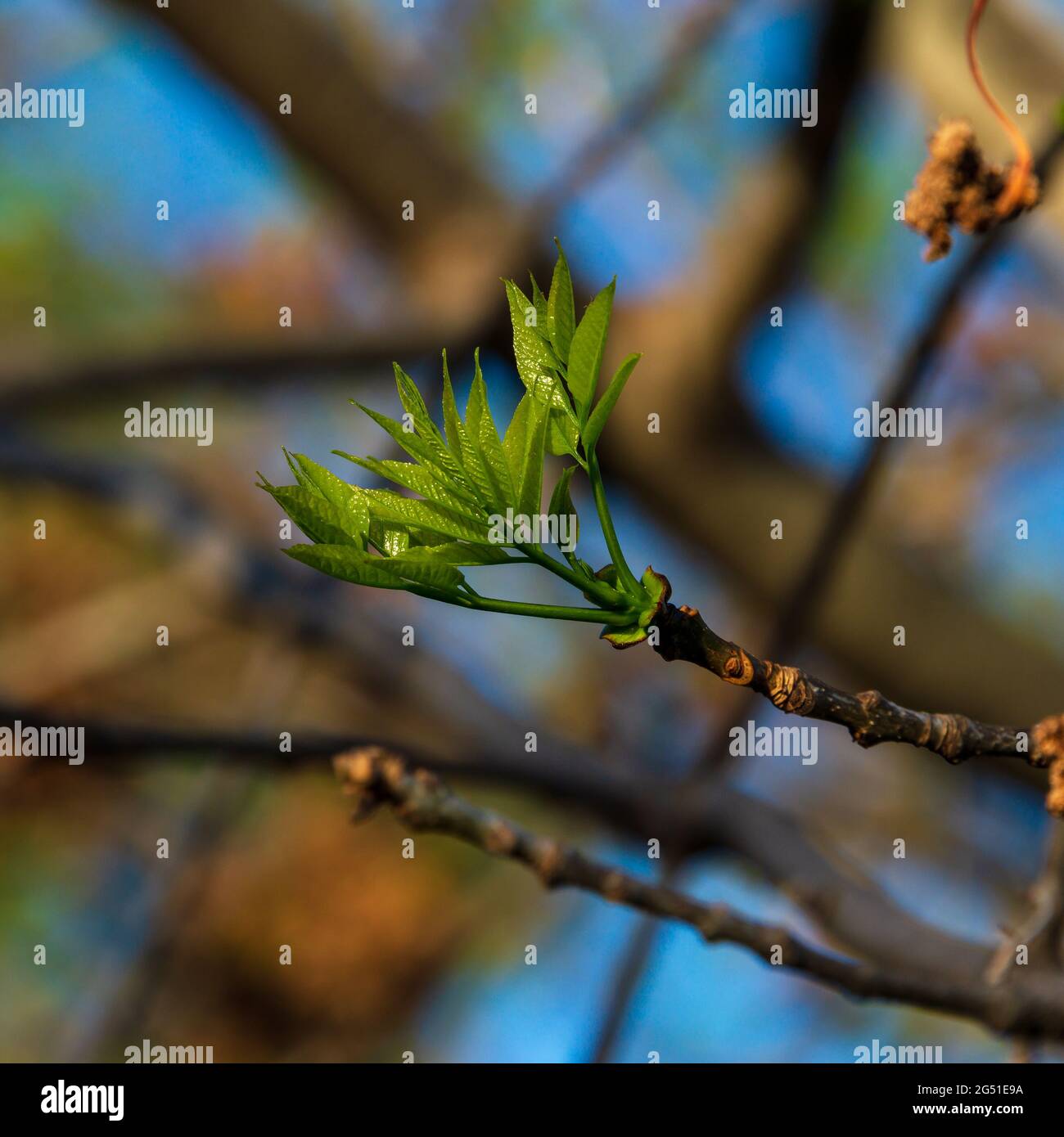 Ash tree leaves branch hi-res stock photography and images - Alamy