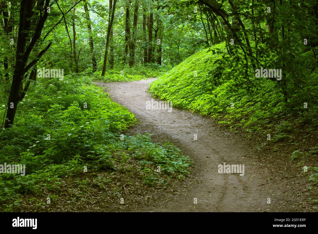 Green forest winding path. A curve footpath going into a distance in a ...