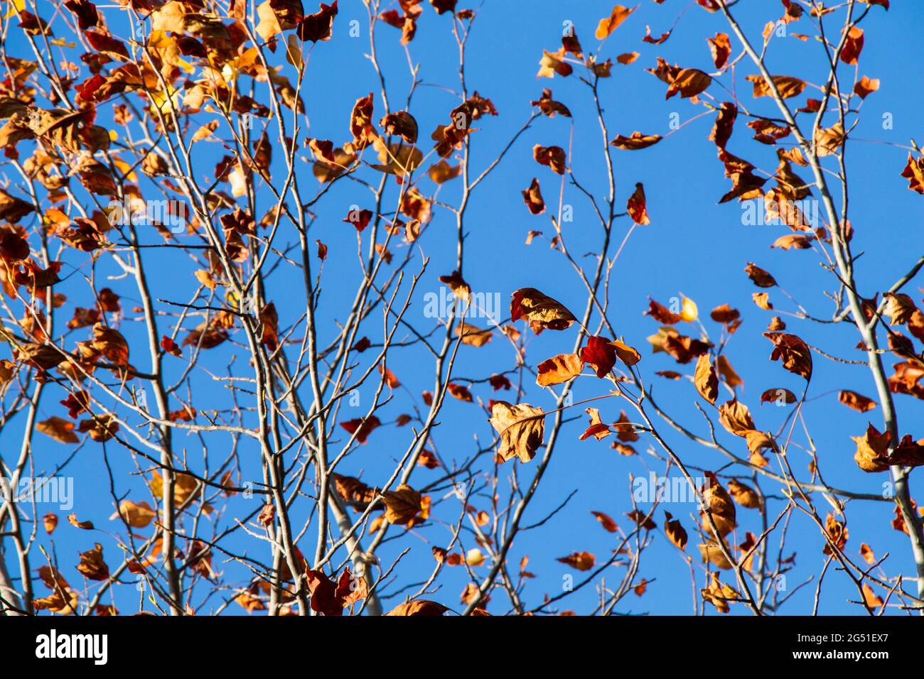 Autumn tree leaves texture background. leaf background texture Stock ...