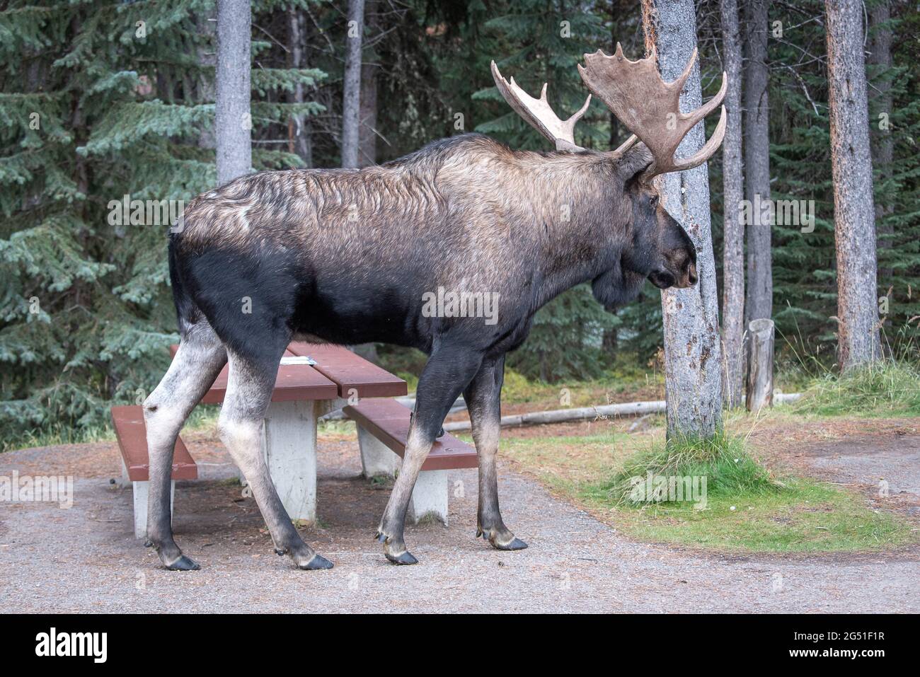 Closeup shot of a reindeer in the forest near a table with seats Stock ...