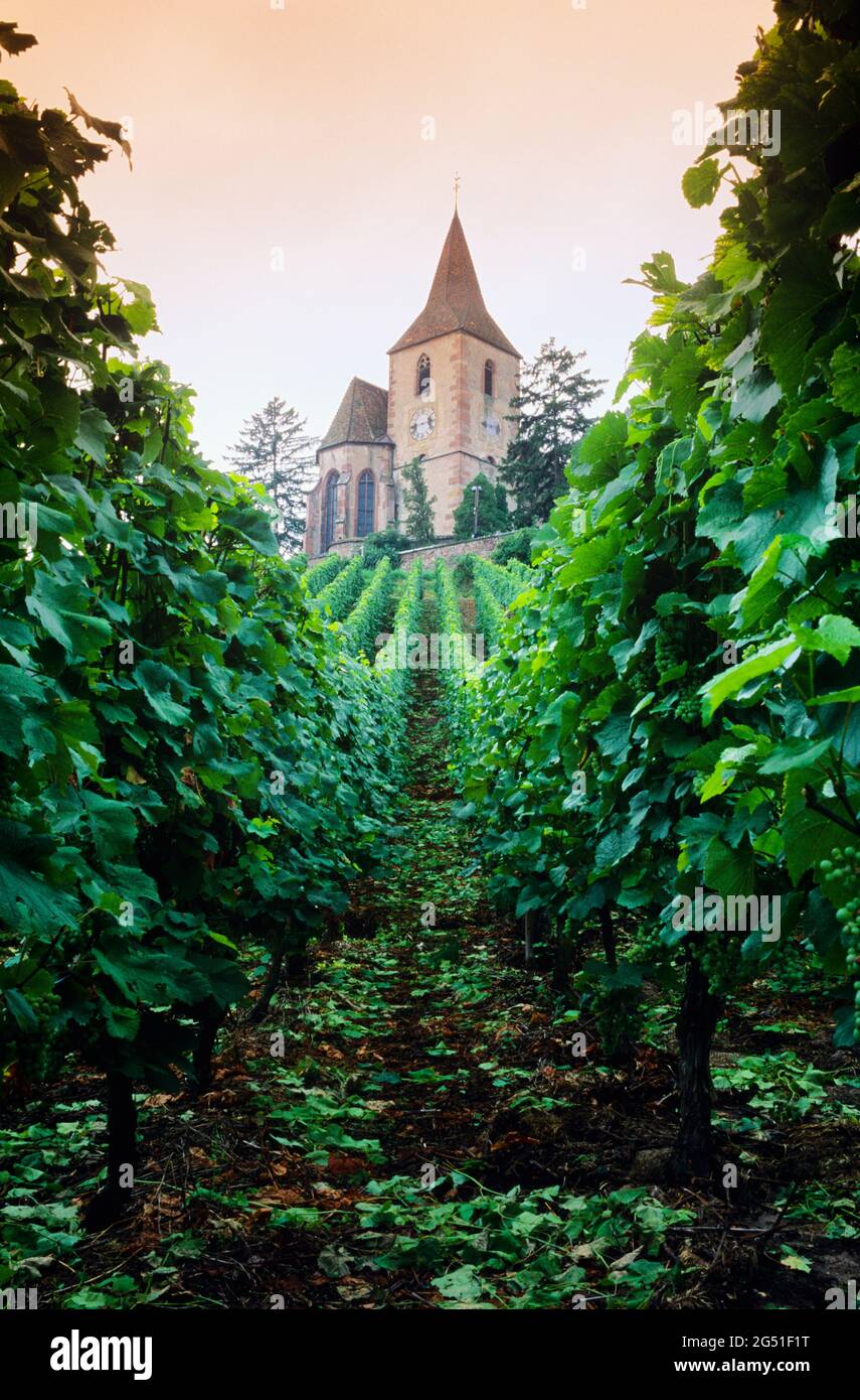 Church and vineyard at Hunawihr, Alsace, France Stock Photo - Alamy
