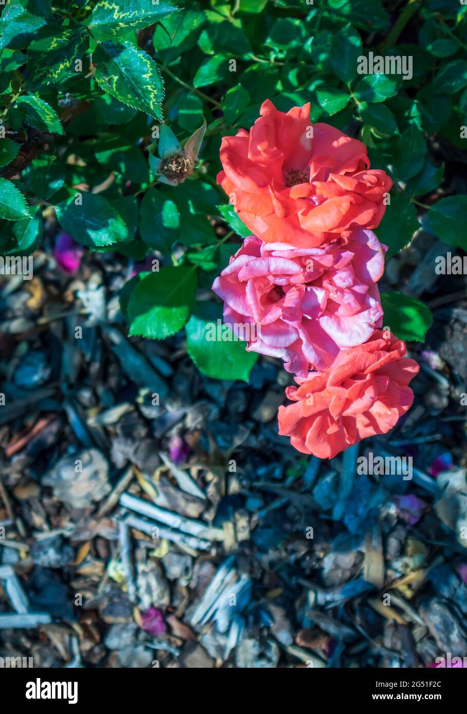 Rose on top hi-res stock photography and images - Alamy