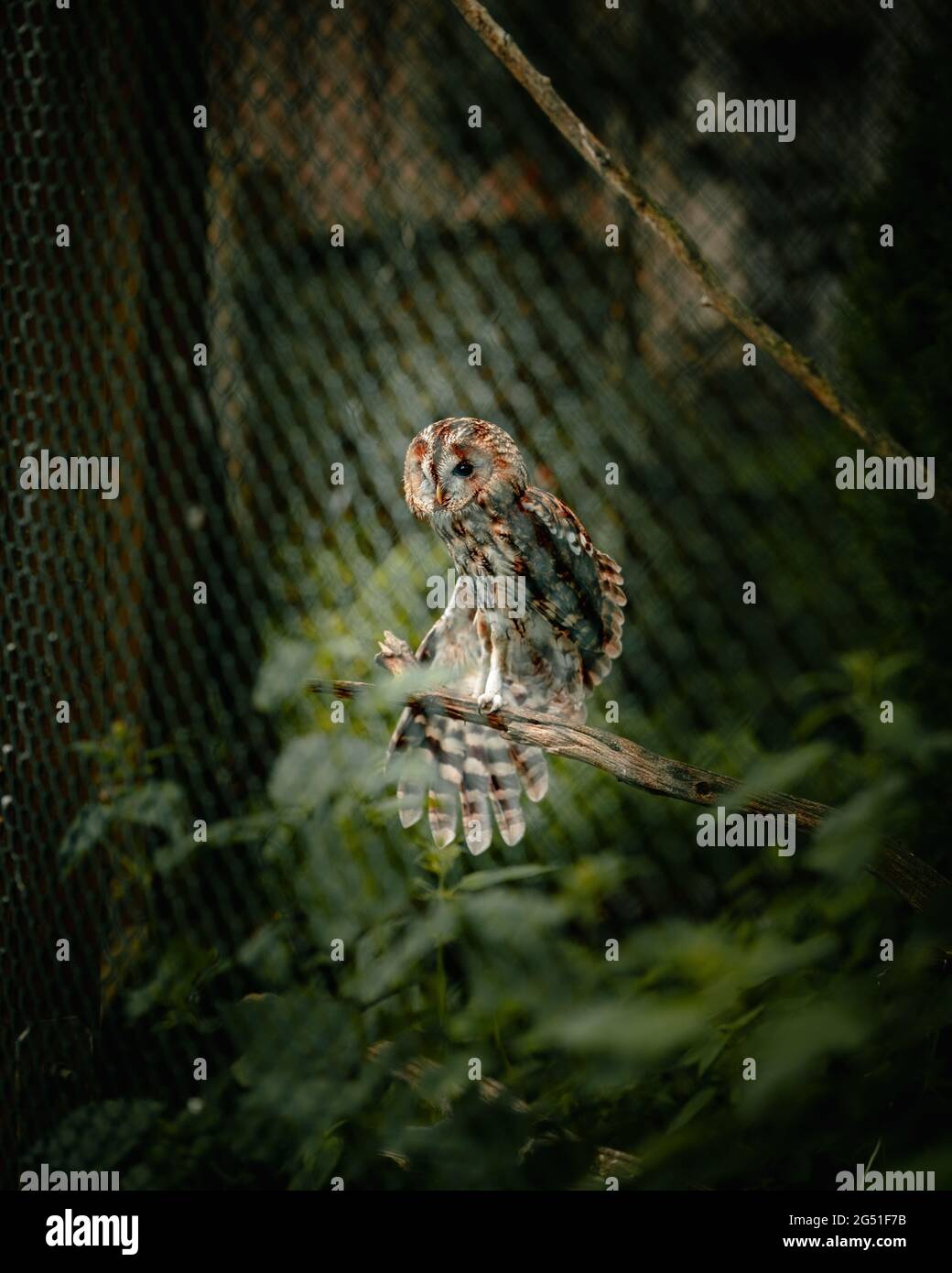Soft focus of an owl perched on a tree branch as seen through mesh zoo ...
