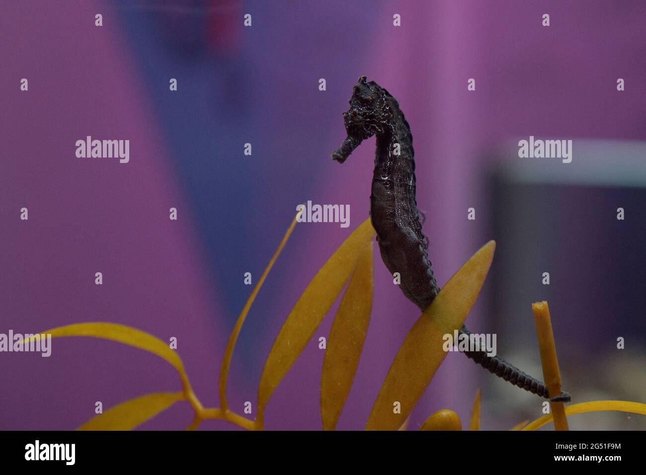 Seahorse fish tank hi-res stock photography and images - Alamy