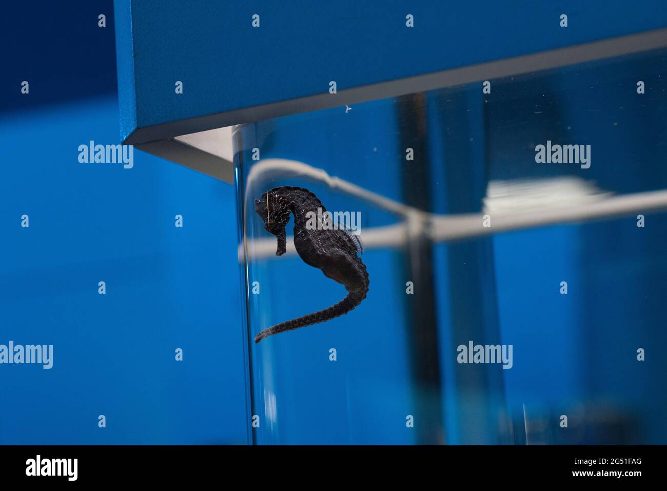 Seahorse fish tank hi-res stock photography and images - Alamy