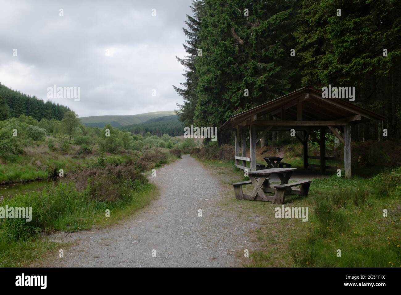 The Severn Way and Wye Valley Walk in the Hafren Forest, Wales, UK ...
