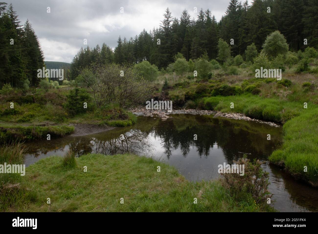 The River Severn, the UK's longest river, in the Hafren Forest, Powys ...