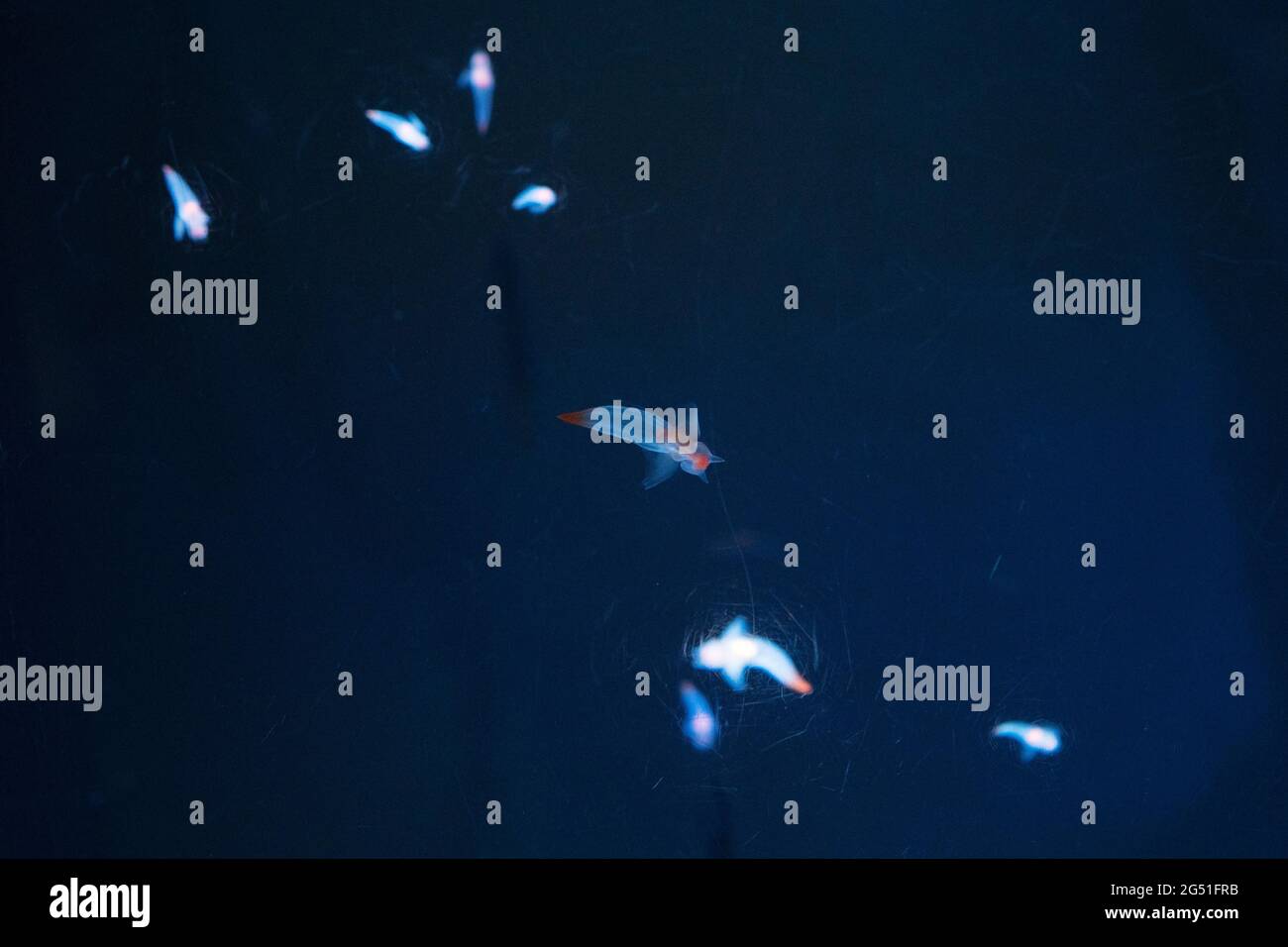 Sea angels in a tank at Osaka aquarium in Japan Stock Photo - Alamy