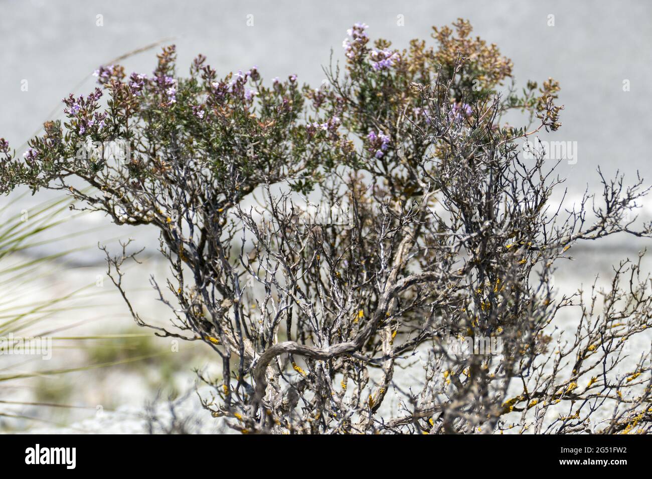 Beautiful view of blooming trees with curved branches Stock Photo - Alamy