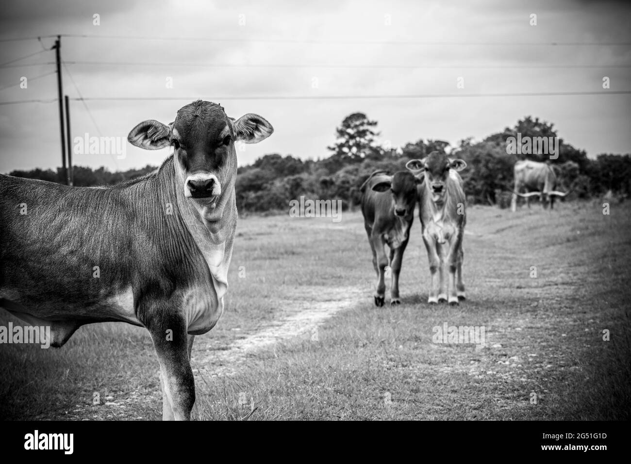 Texas farm life hi-res stock photography and images - Alamy