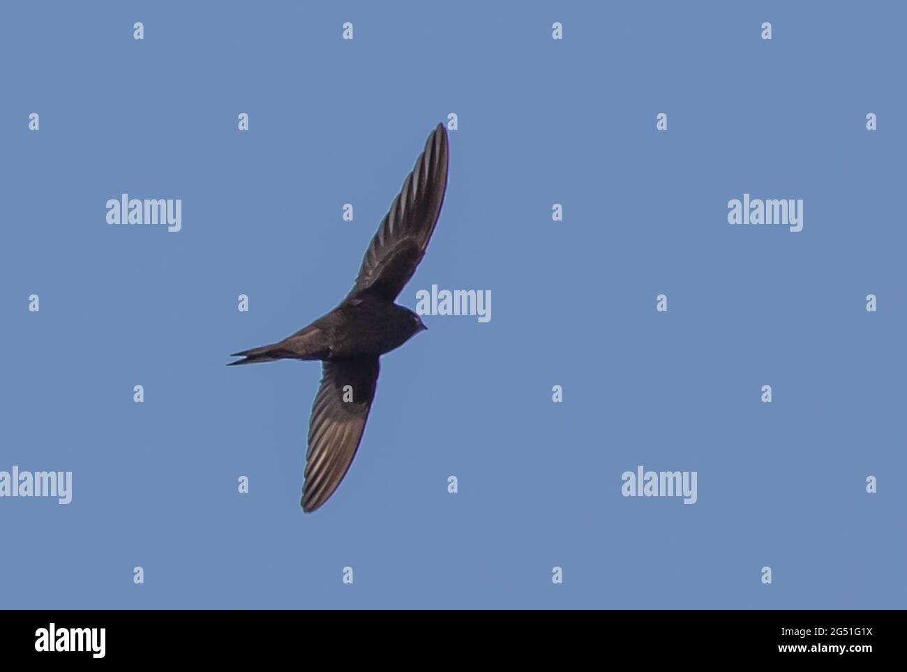 Common swift bird with open wings in the blue sky Stock Photo - Alamy