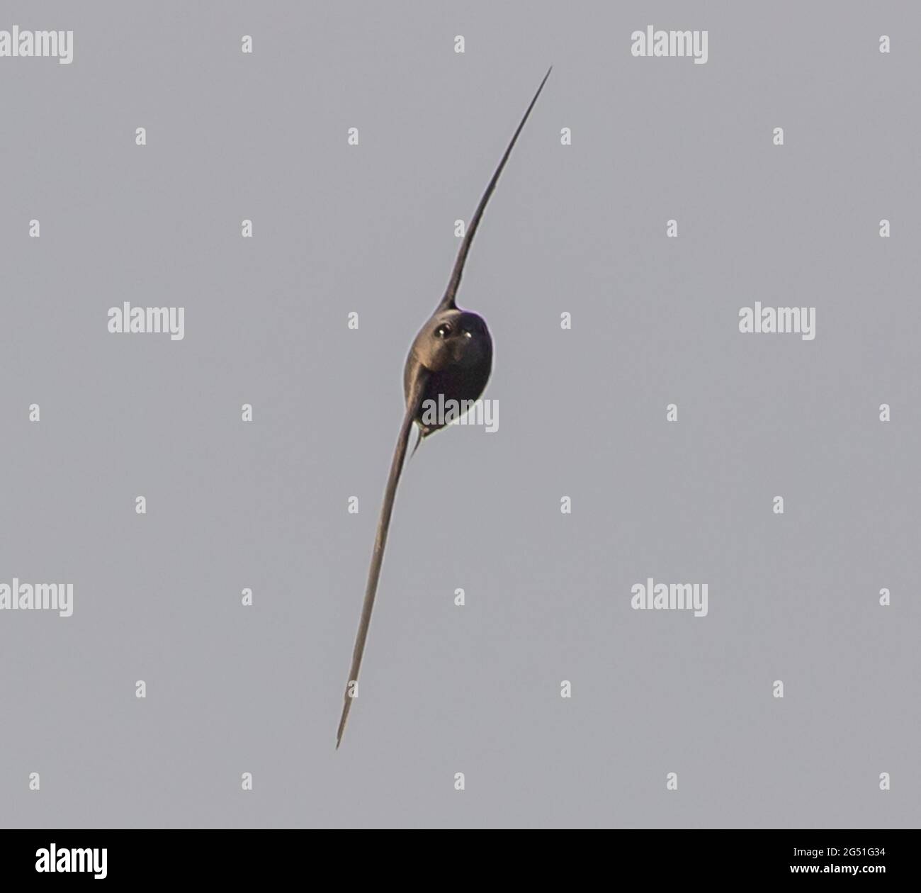 Common swift bird with open wings flying in the blue sky Stock Photo ...