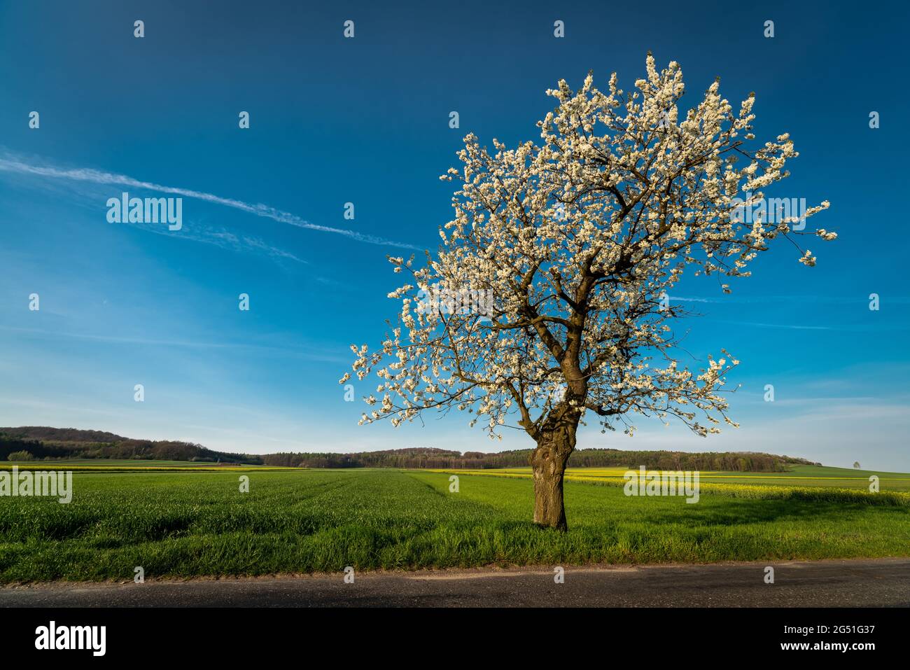 Scenic view of a lonely tree on the green field with blue and cloudy ...
