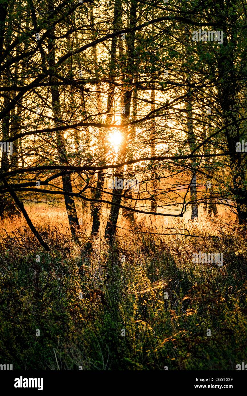 Warm autumn sun shining through the trees in a forest Stock Photo - Alamy