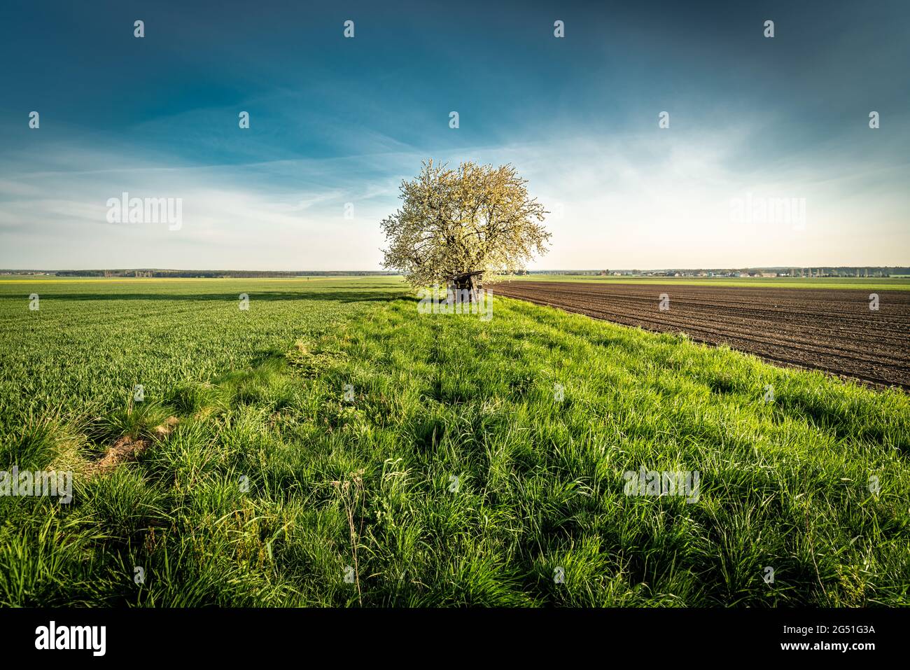 Scenic view of a lonely tree on the green field with blue and cloudy ...