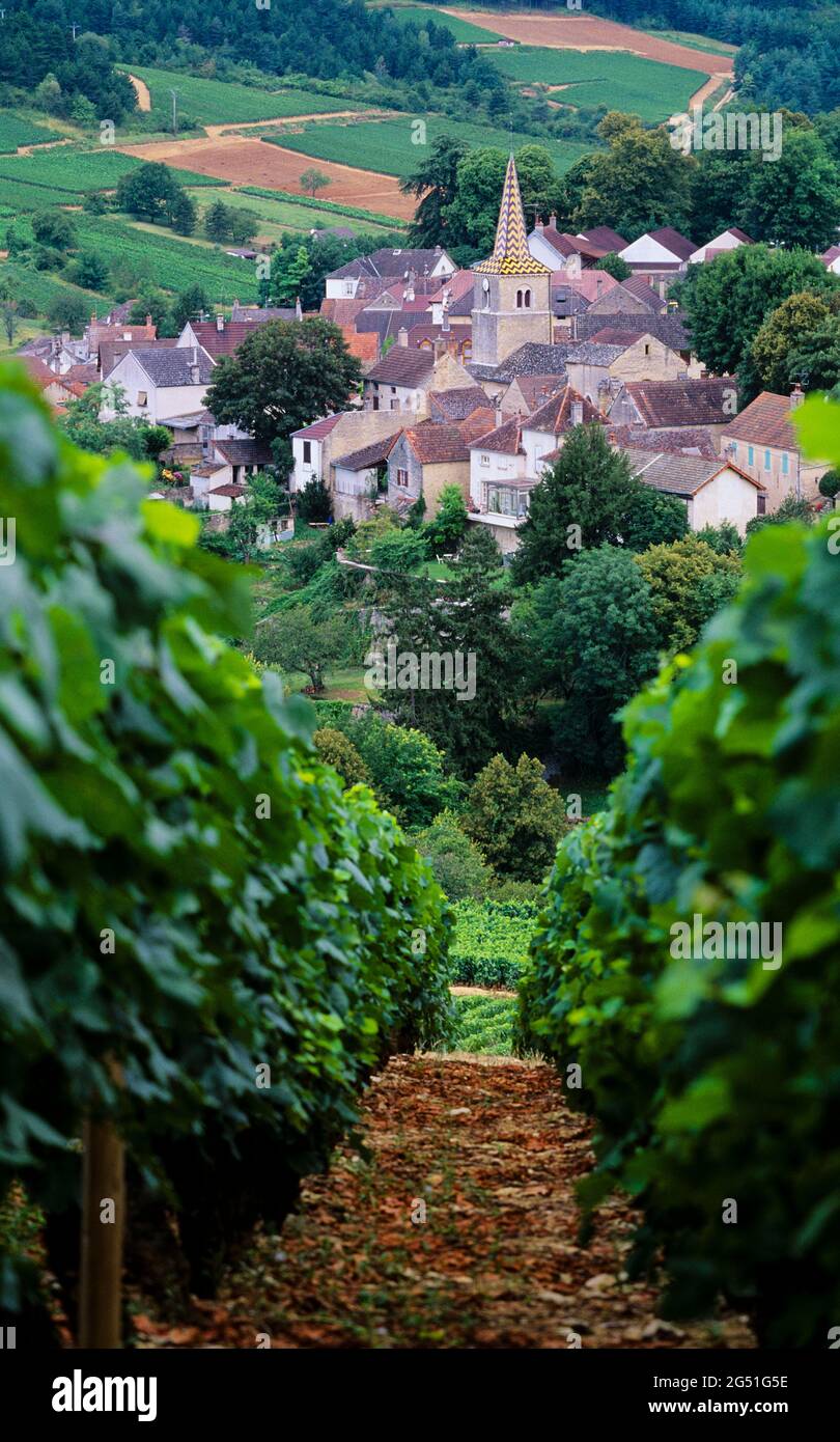 Village and vineyards, Pernand-Vergelesses, Cote de Beaune, Burgundy ...