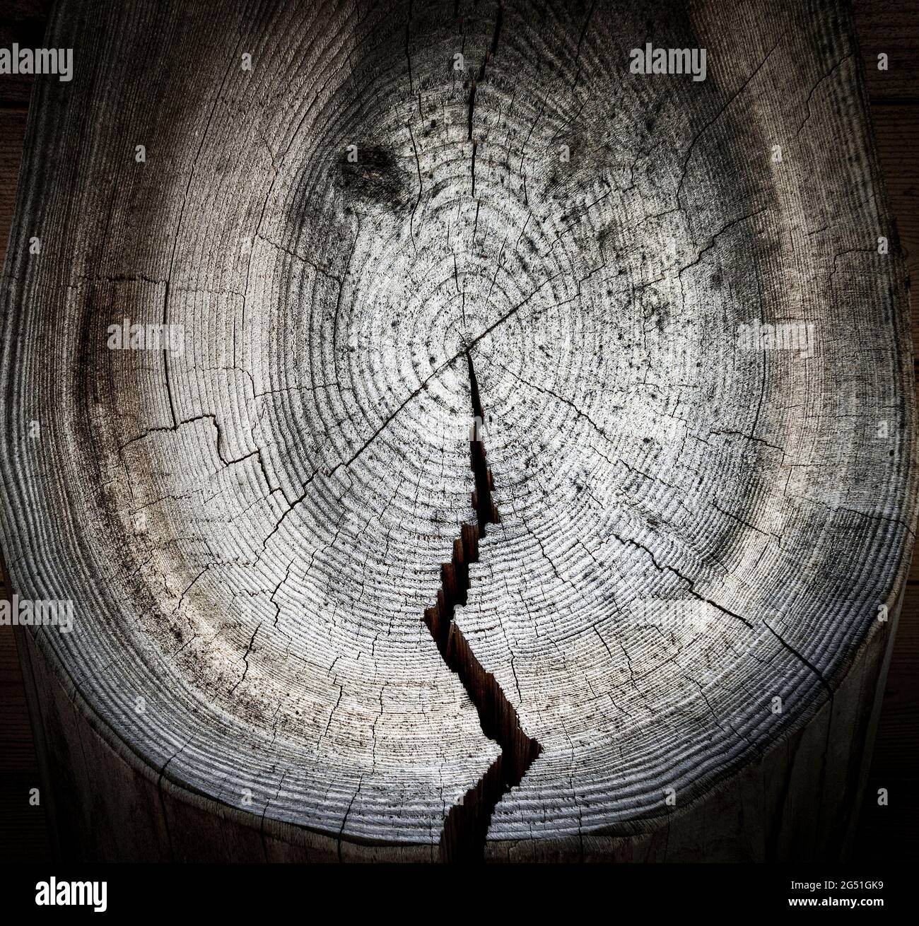 Tree cross section hi-res stock photography and images - Alamy