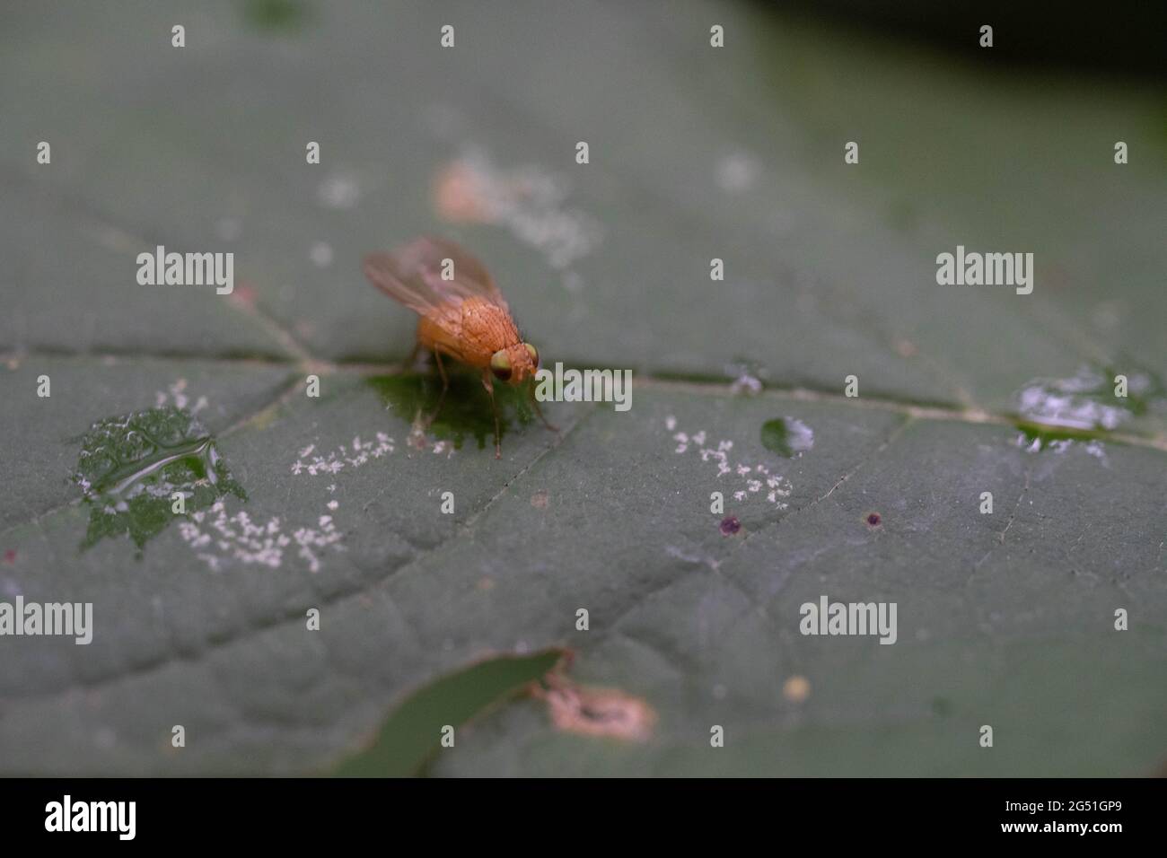 fruit fly on a leave with rain drops Stock Photo - Alamy