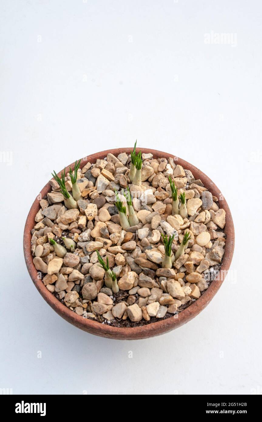 Crocus shoots seen from above coming through decorative stone in a ...