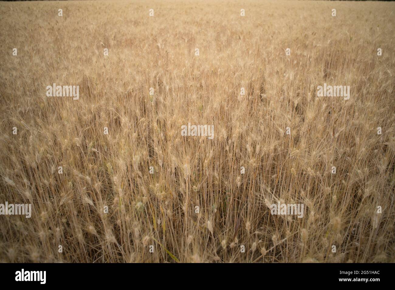 Wheat camp hi-res stock photography and images - Alamy