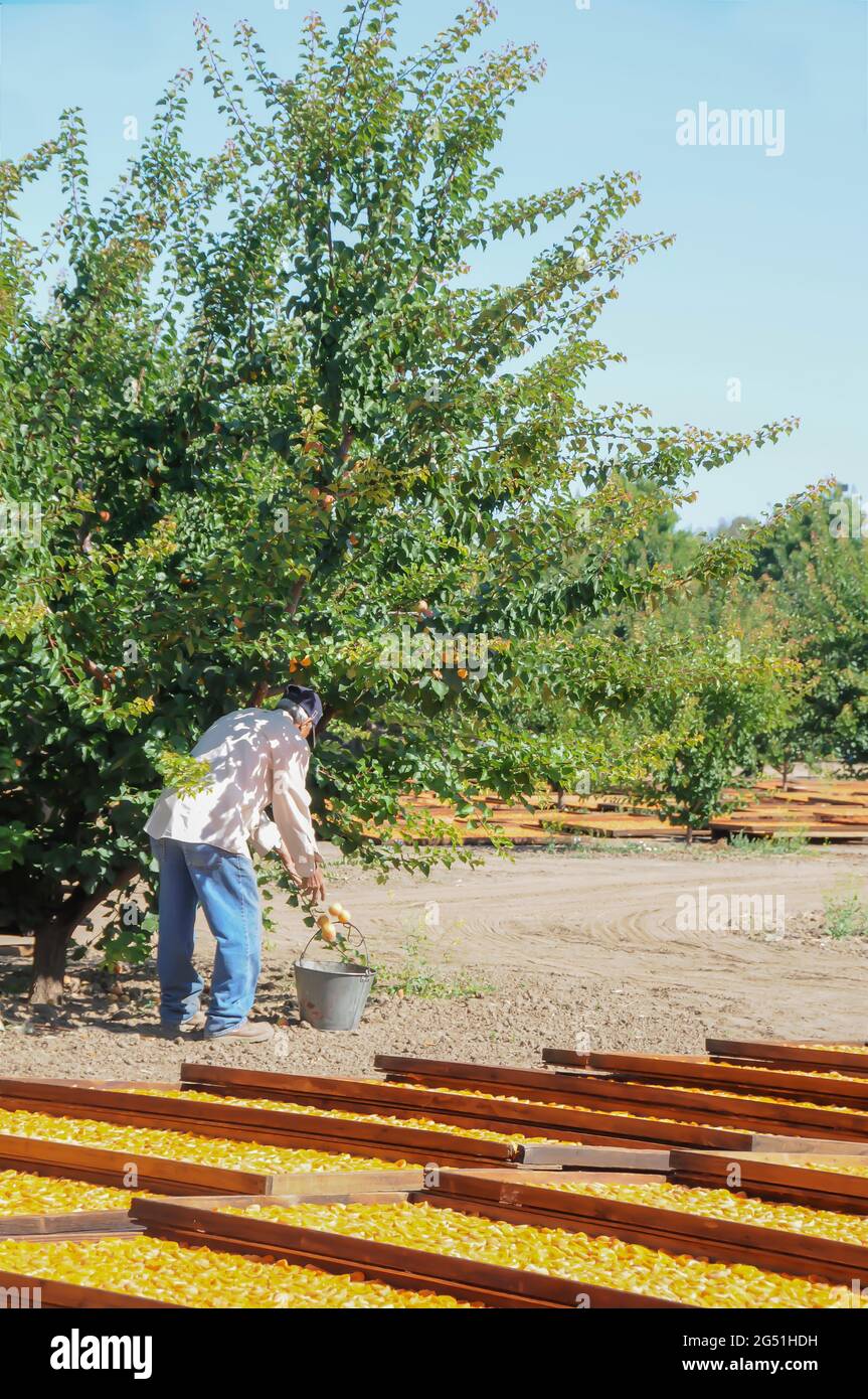 Seasonal Worker Harvesting Apricots Stock Photo - Alamy