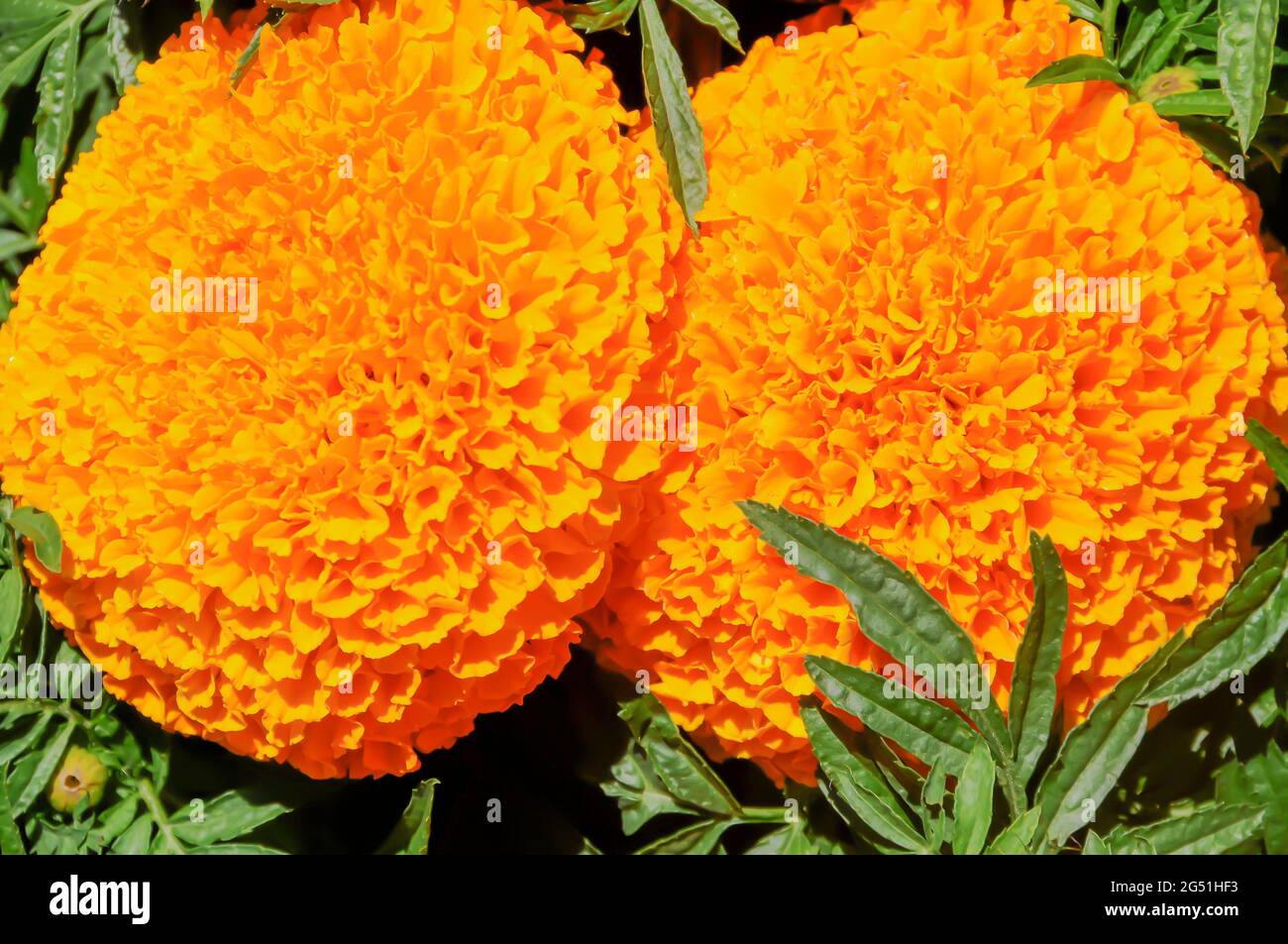 Close Up - Marigold Flower Stock Photo - Alamy