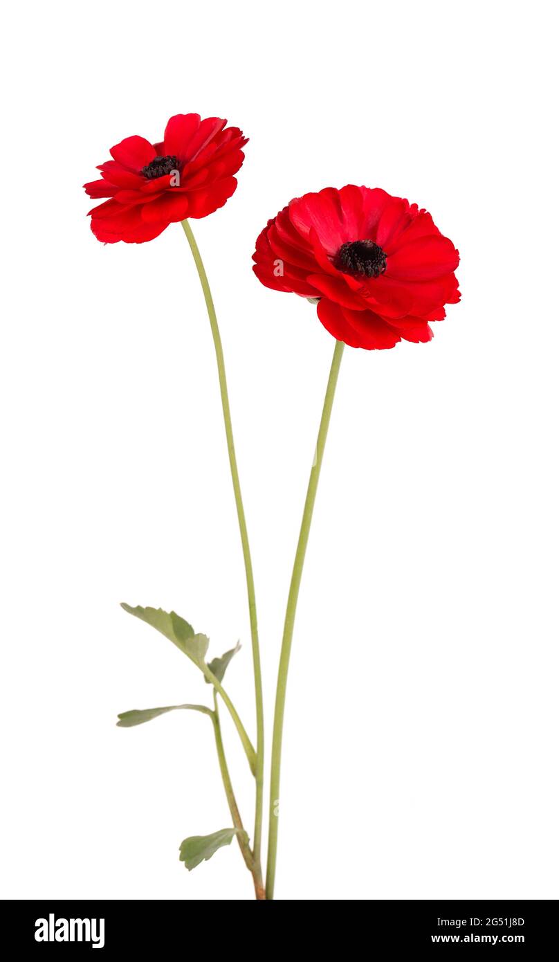 Red ranunculus asiaticus flower isolated on white background. Persian ...