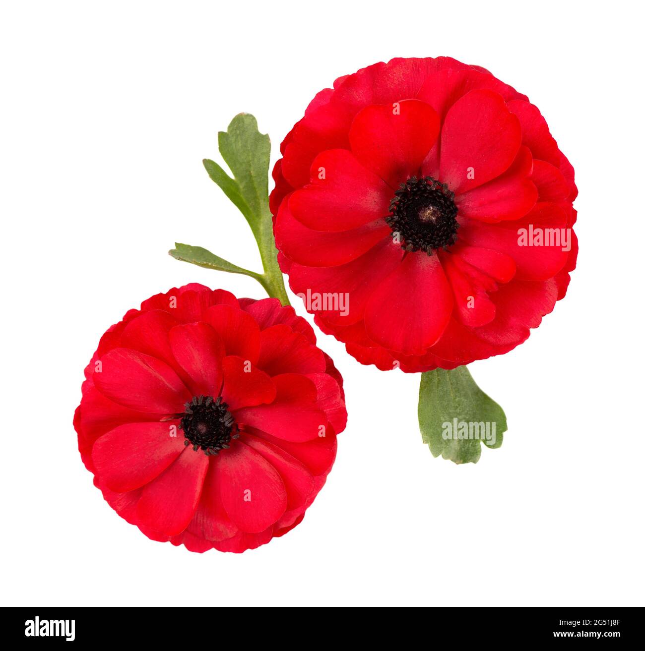 Red ranunculus asiaticus flower isolated on white background. Persian ...