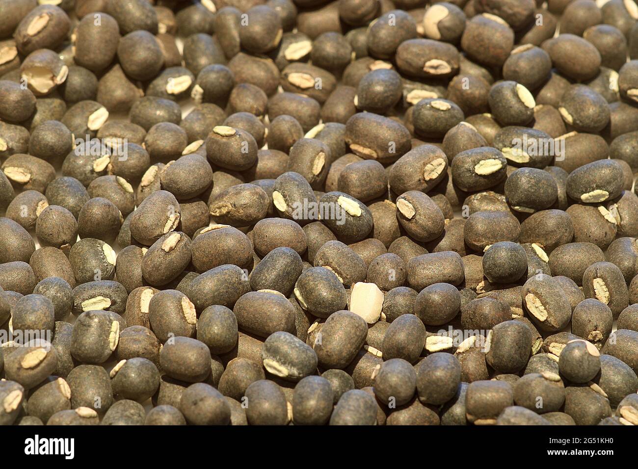 Kitchen pantry dried grains, beans, seeds, pulses and lentils Stock ...