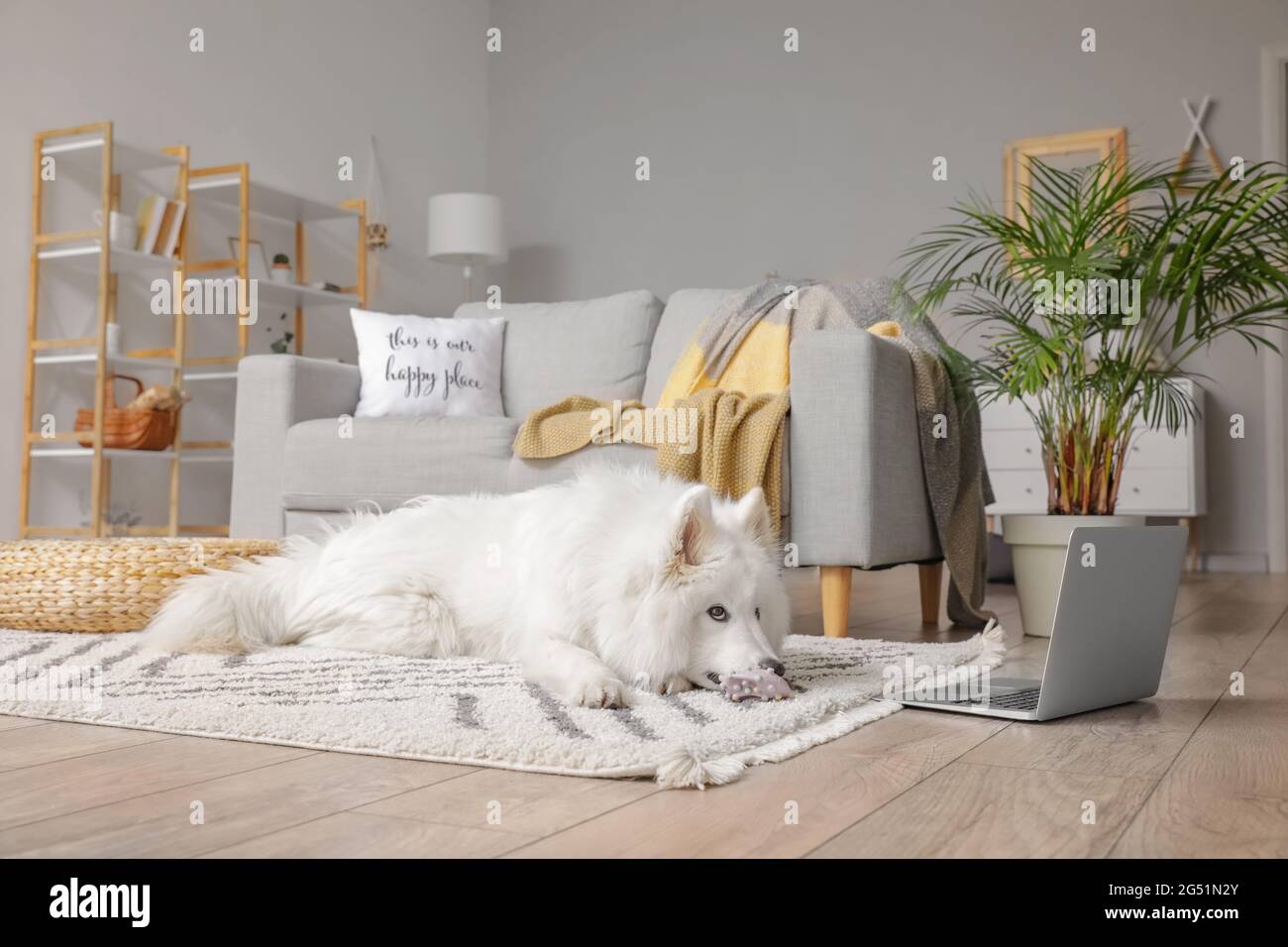 Cute Samoyed dog with toy near laptop in room Stock Photo - Alamy
