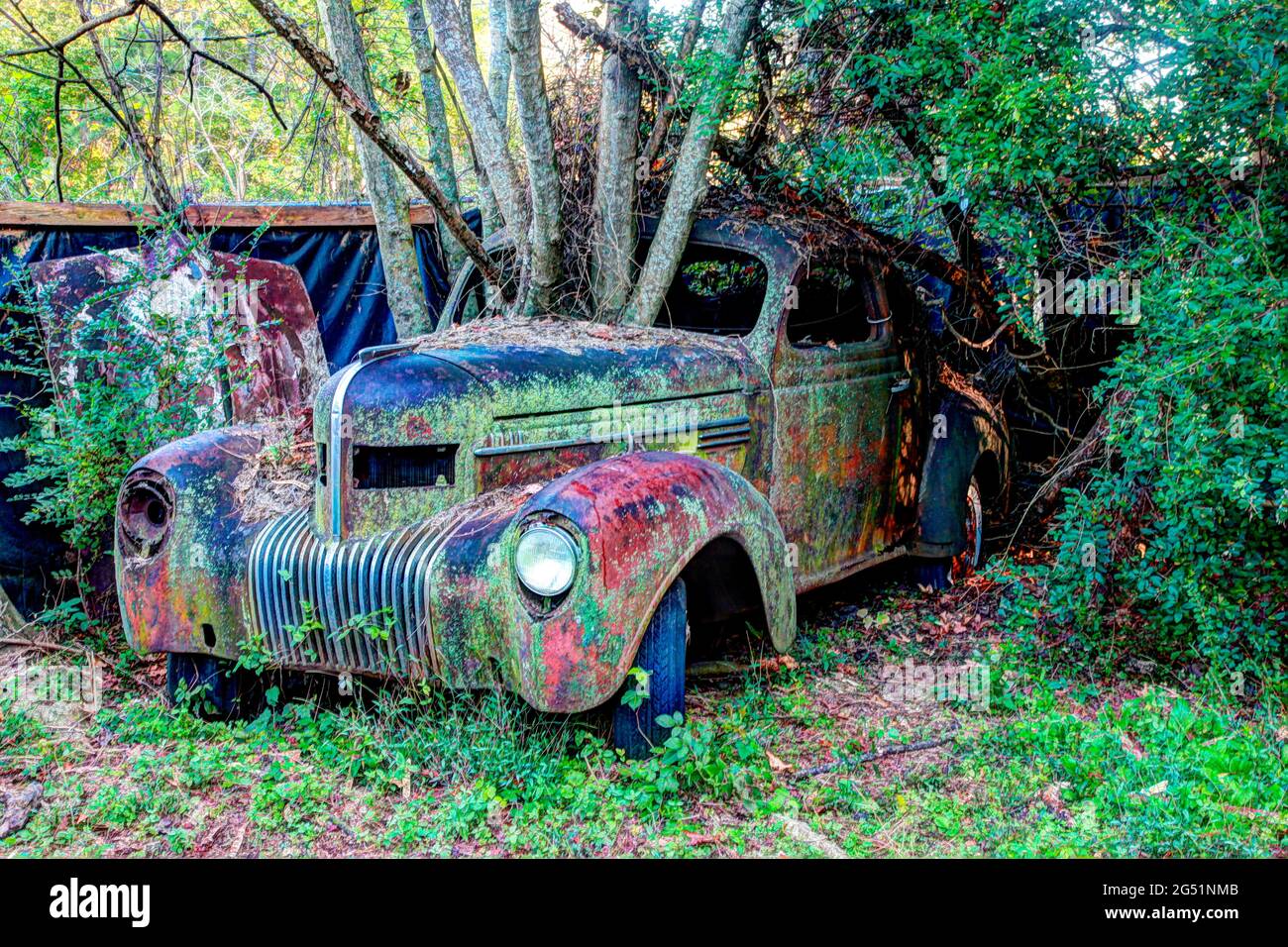 Tree growing through old abandoned rusty car Stock Photo - Alamy