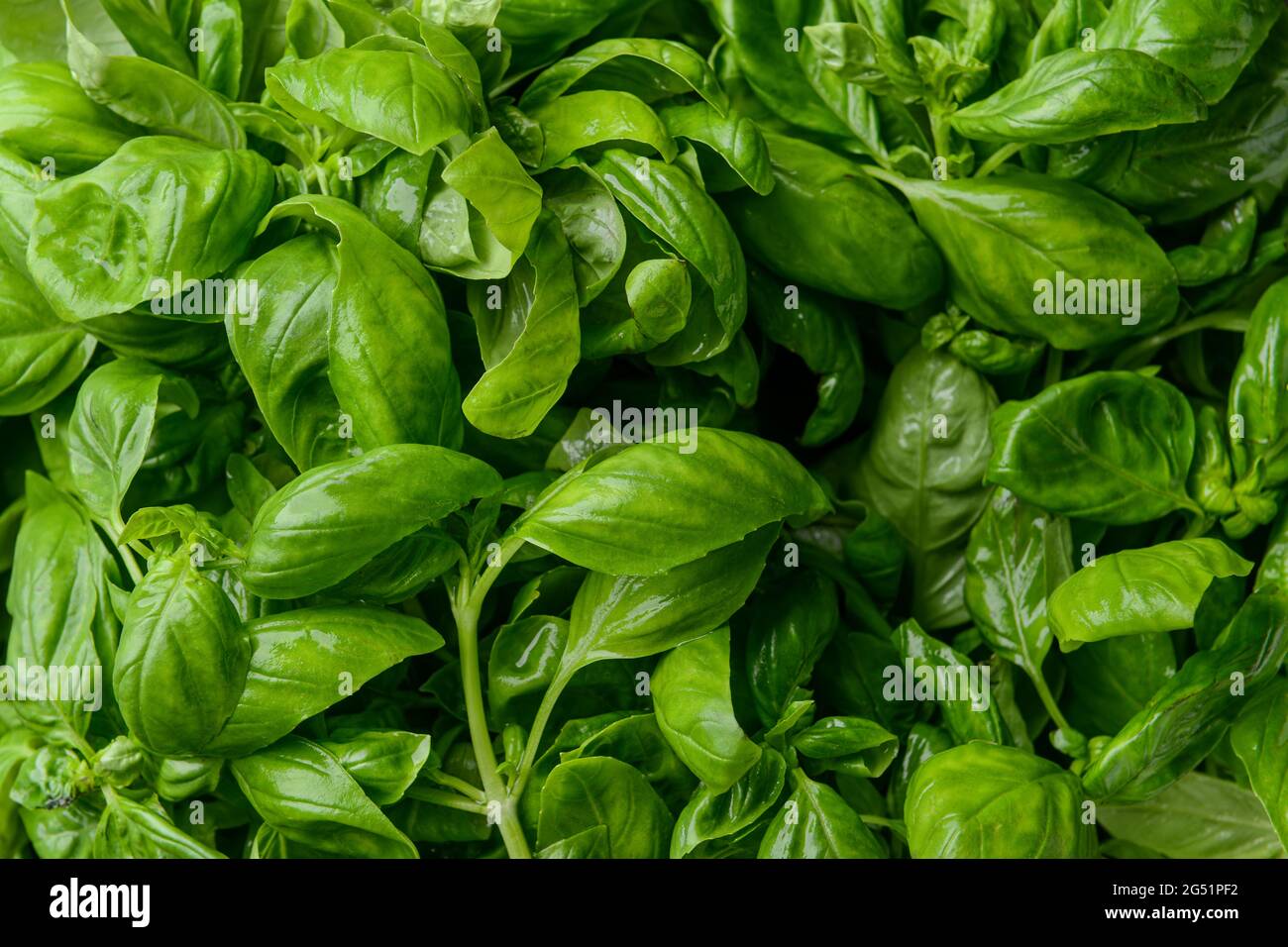 Fresh basil leaves as background, closeup Stock Photo - Alamy