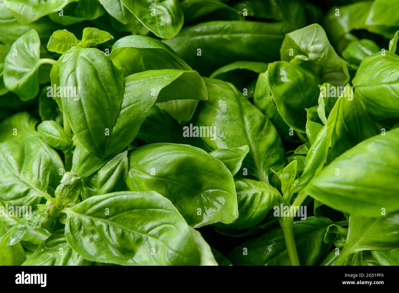 Fresh basil leaves as background, closeup Stock Photo - Alamy