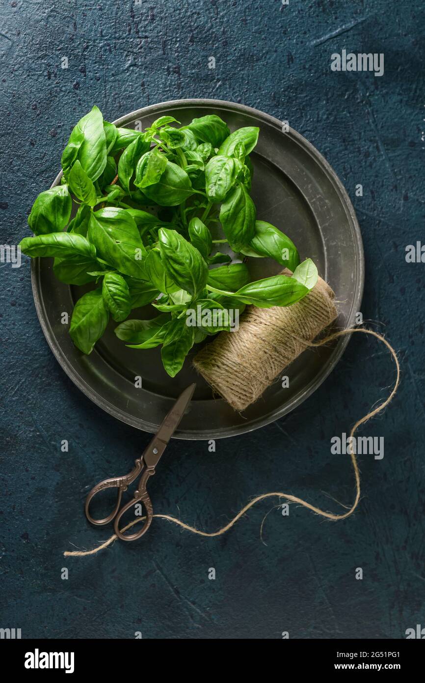 Tray with fresh basil leaves, rope and scissors on dark background ...