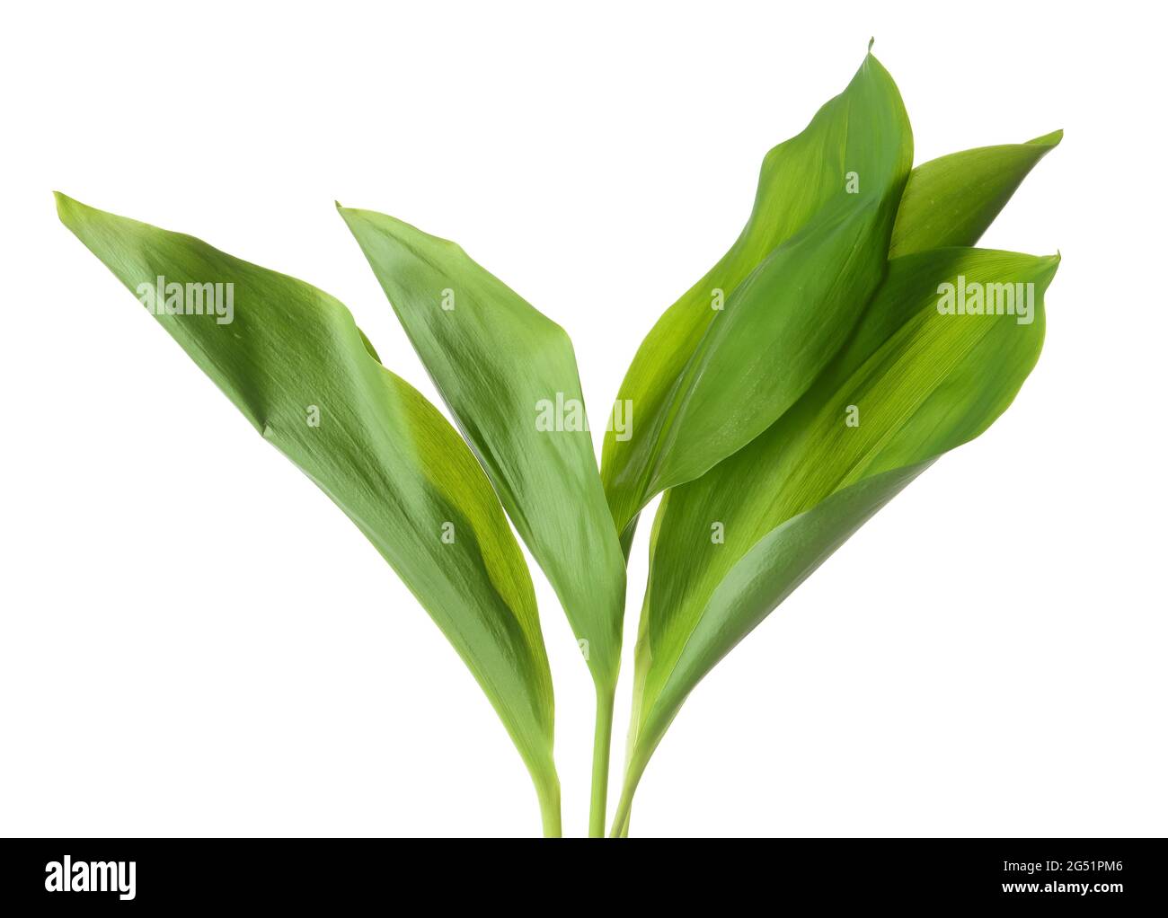 Lily lilies leaf leaves Cut Out Stock Images & Pictures - Alamy