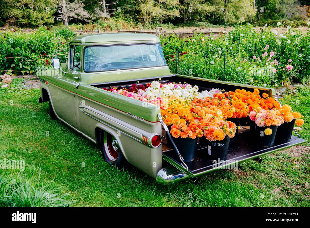 Truck bed full of Dahlia flowers Stock Photo - Alamy