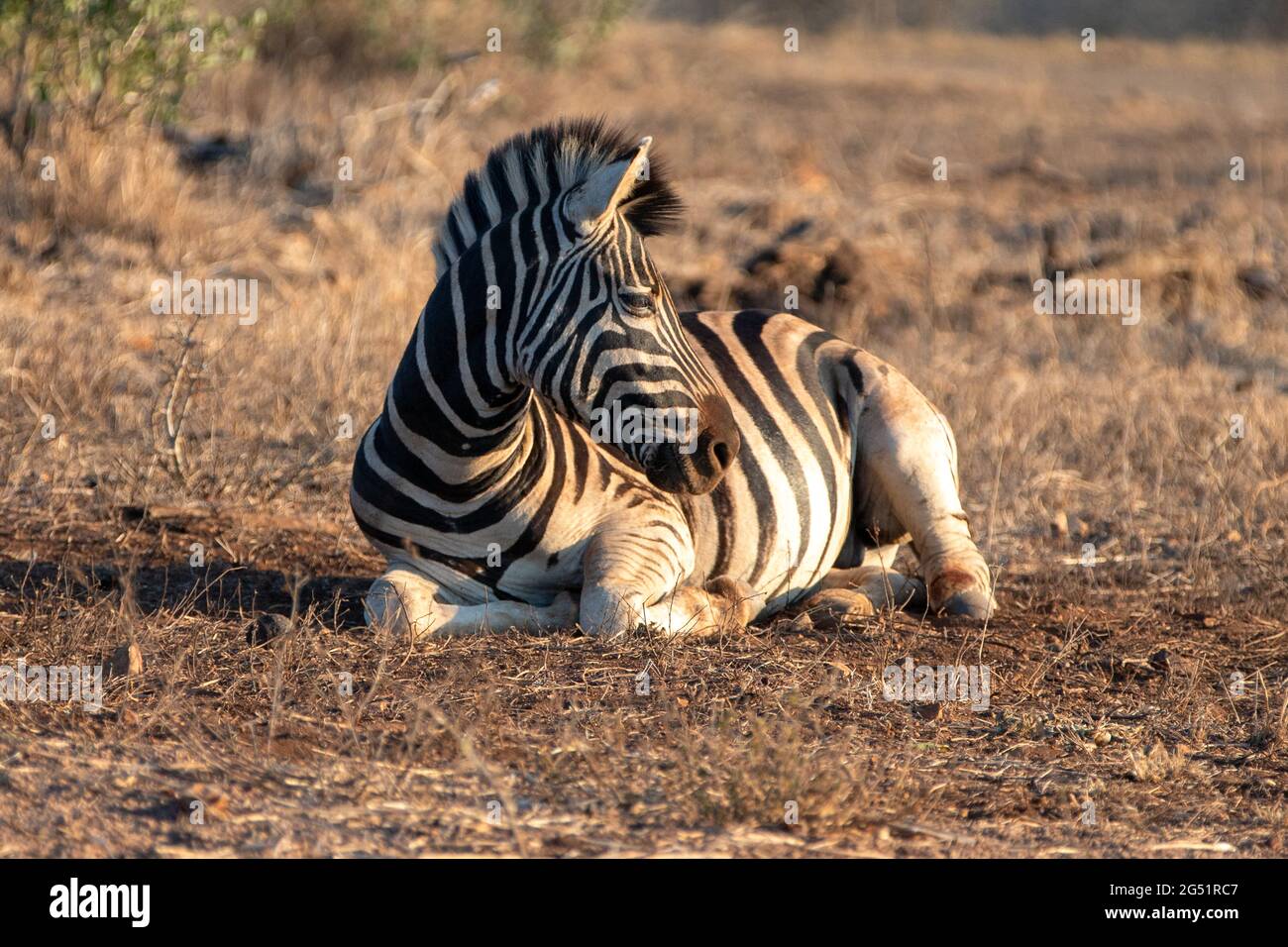 Laying down zebra hi-res stock photography and images - Alamy