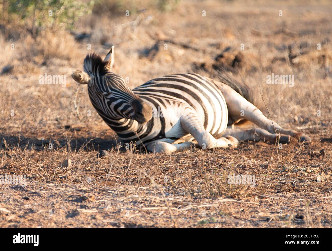 Laying down zebra hi-res stock photography and images - Alamy